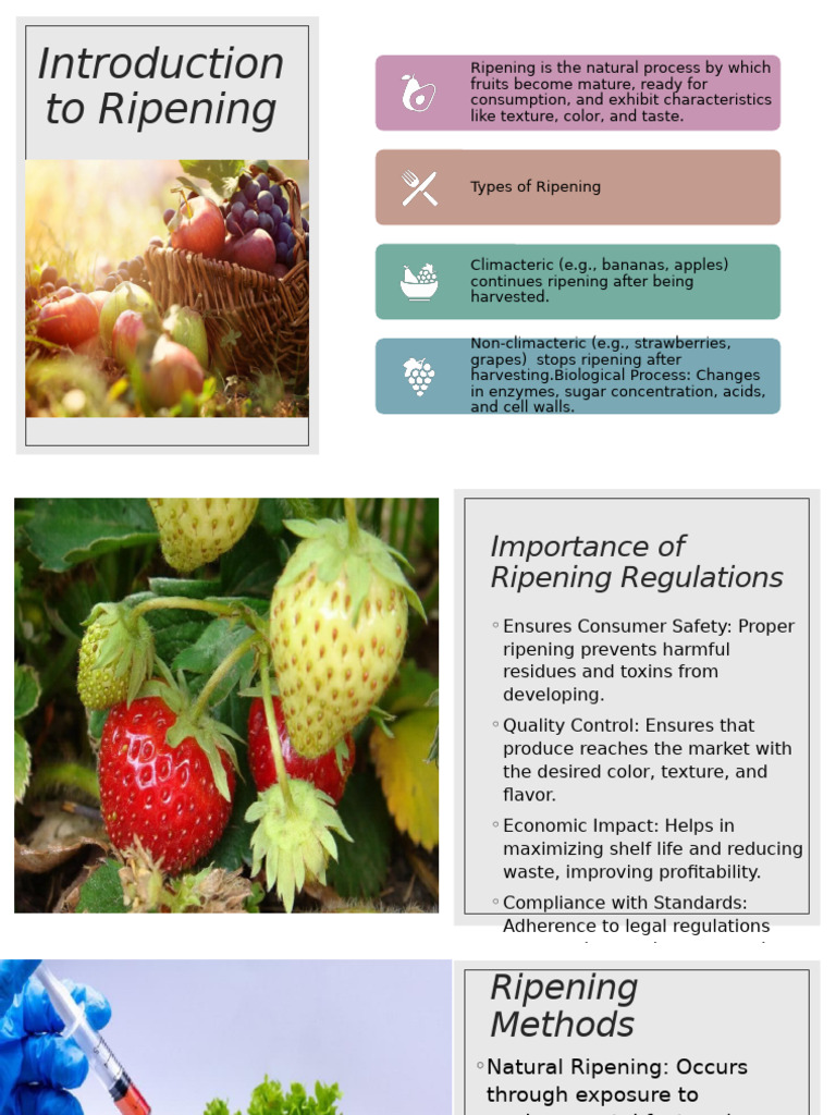Understanding Fruit Ripening Processes | PDF