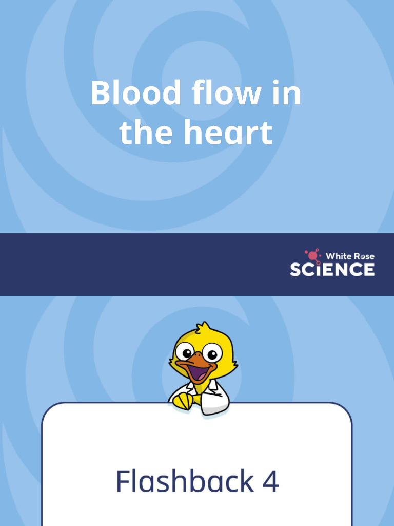 Y6 Spring Block 3 TS4 Blood Flow in The Heart | PDF | Circulatory ...