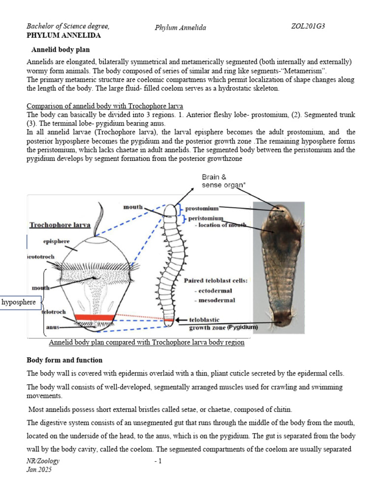Handout#6 Phylum Annelida | PDF | Biology | Zoology