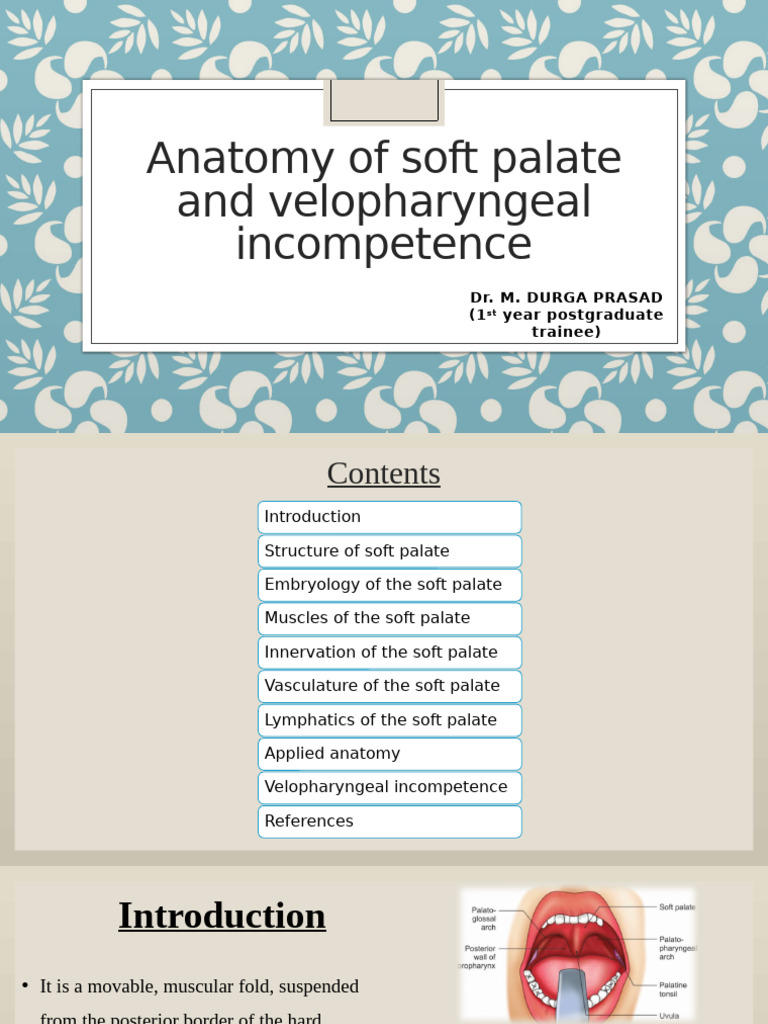 Soft Palate Anatomy & Velopharyngeal Incompetence | PDF | Face | Human ...