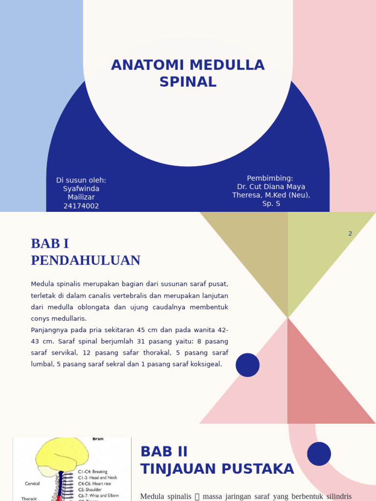 Anatomi Medulla Spinal | PDF