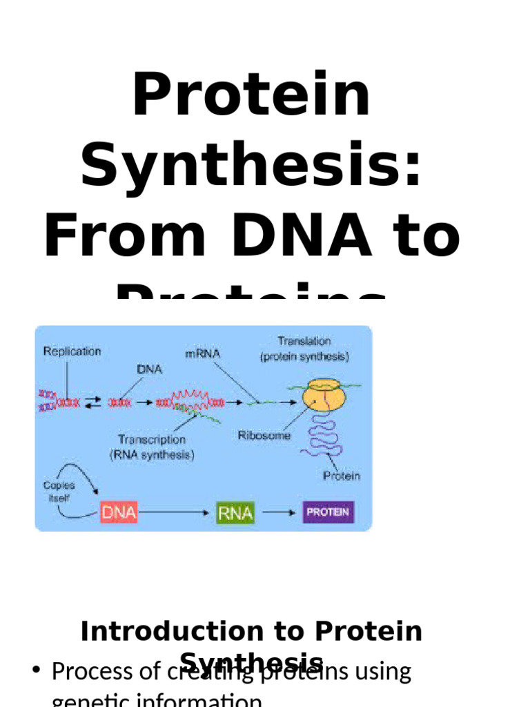 Protein Synthesis From DNA To Proteins | PDF