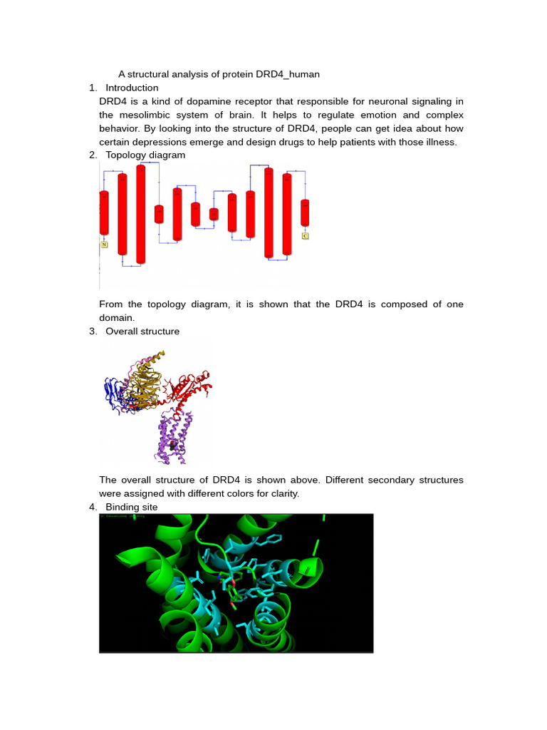 Structural Analysis of Human DRD4 Protein | PDF