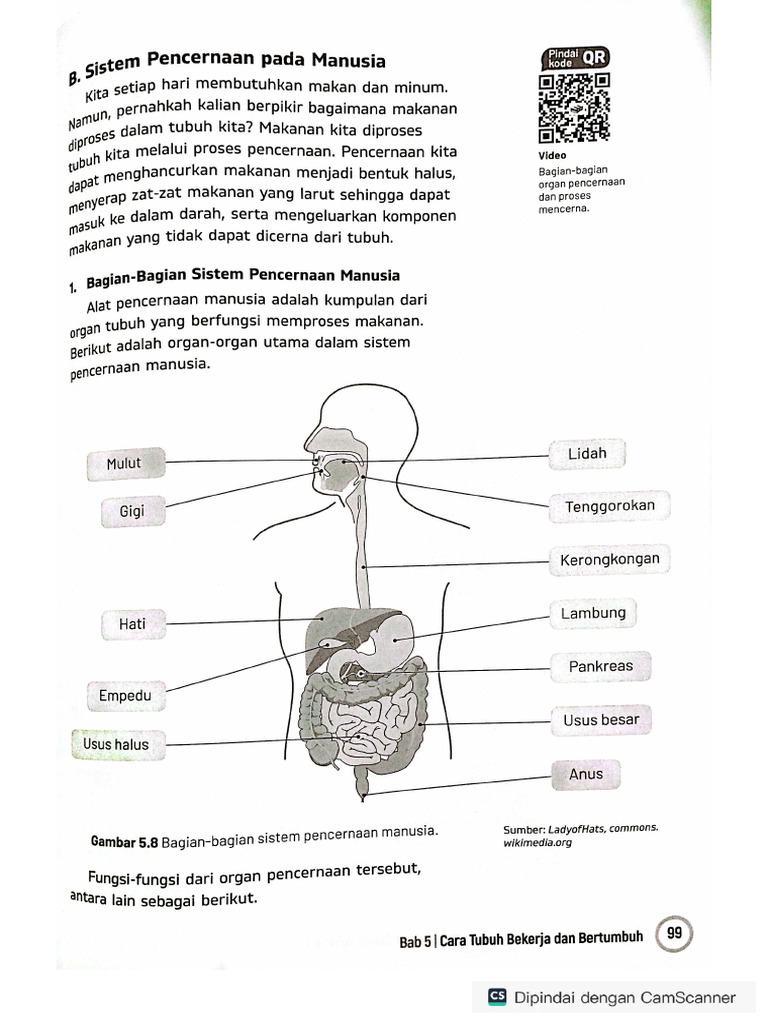 Sistem Pencernaan Manusia | PDF