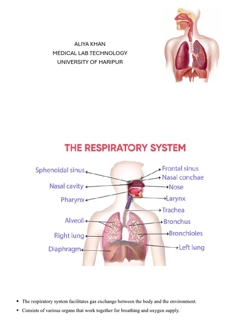 Lectur-1-Respiratory System PDF | PDF | Respiratory System | Respiratory Tract