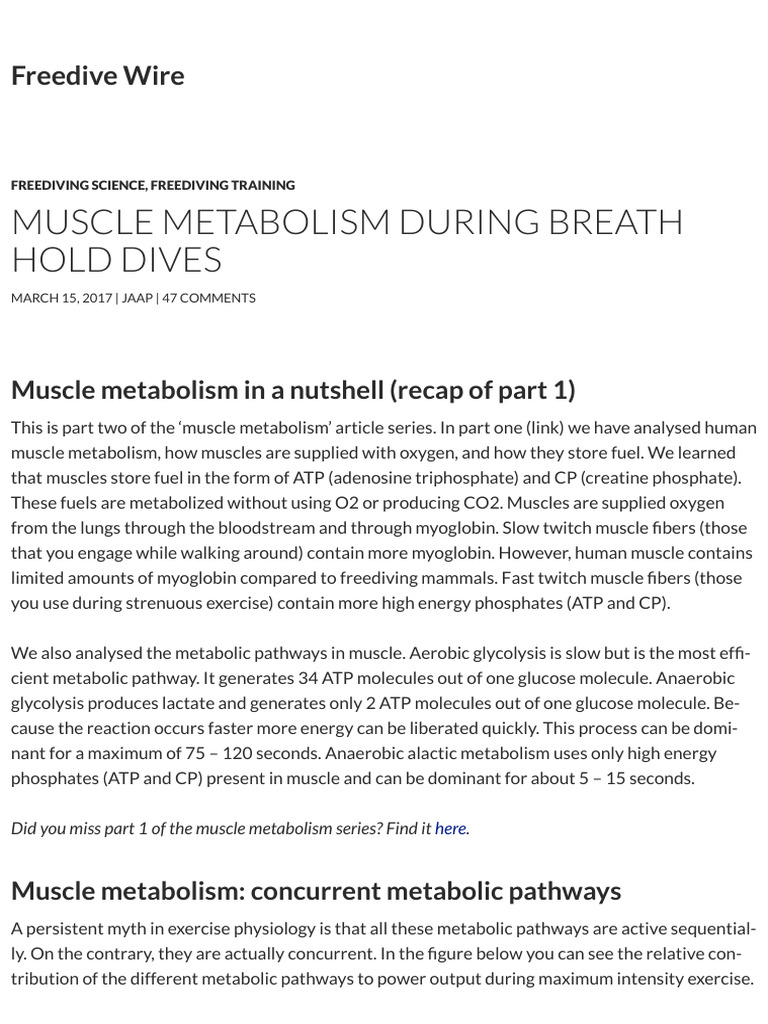 Muscle Metabolism During Breath Hold Dives - Freedive Wire | PDF ...