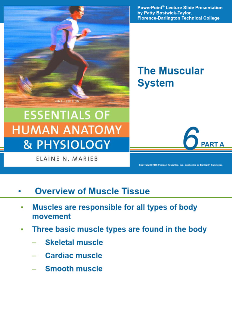 Ch. 6 Lecture Muscular System Marieb | PDF | Human Leg | Anatomical ...