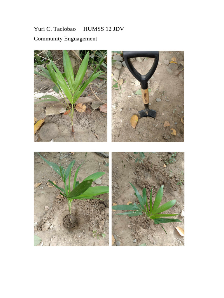 Tree Planting | PDF