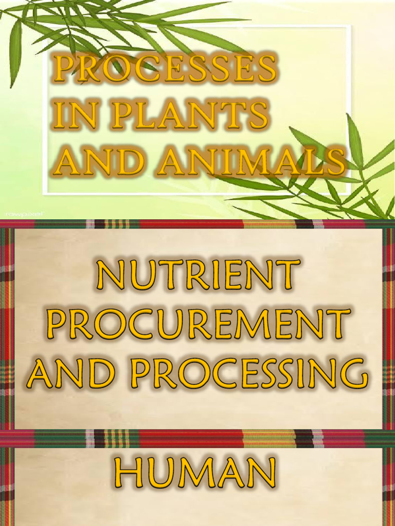 L7e PROCESSES IN PLANTS AND ANIMALS NUTRIENT PROCUREMENT AND PROCESSING 3 3 | PDF | Stomach ...