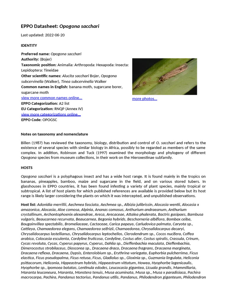 Eppo Datasheet OPOGSC | PDF | Pupa | Pest (Organism)