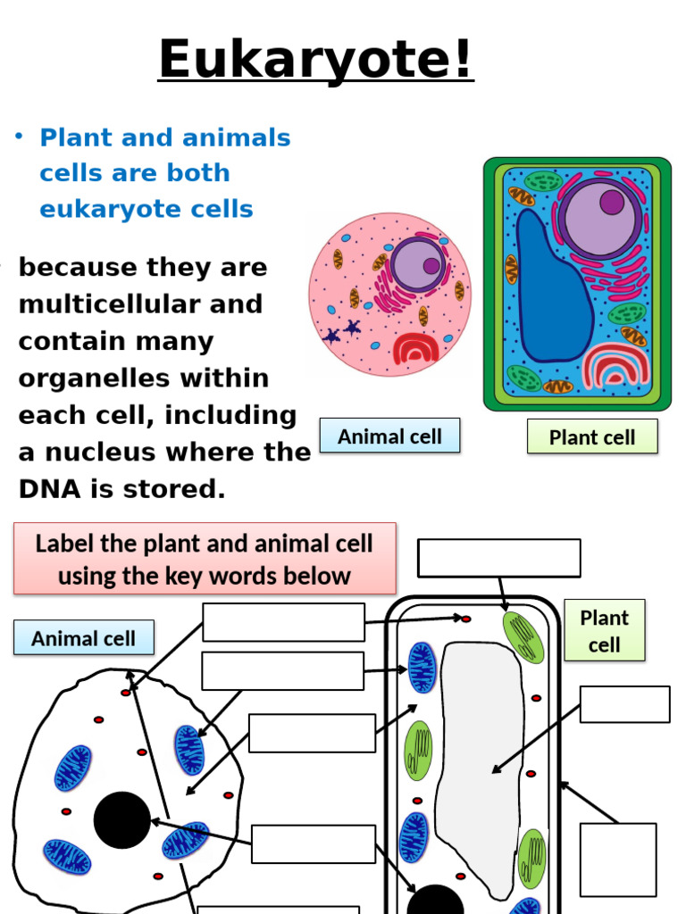 Plant and Animal Cells 2 | PDF | Cell (Biology) | Endoplasmic Reticulum