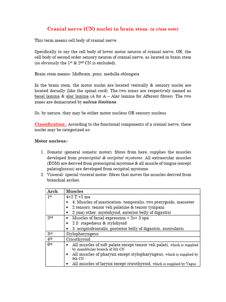 Cranial Nerve Nucleii Study Material UG MBBS | PDF | Brainstem | Human ...