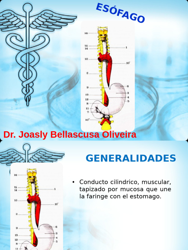 Slide 8 - ESOFAGO | PDF | Abdomen | Nervio vago