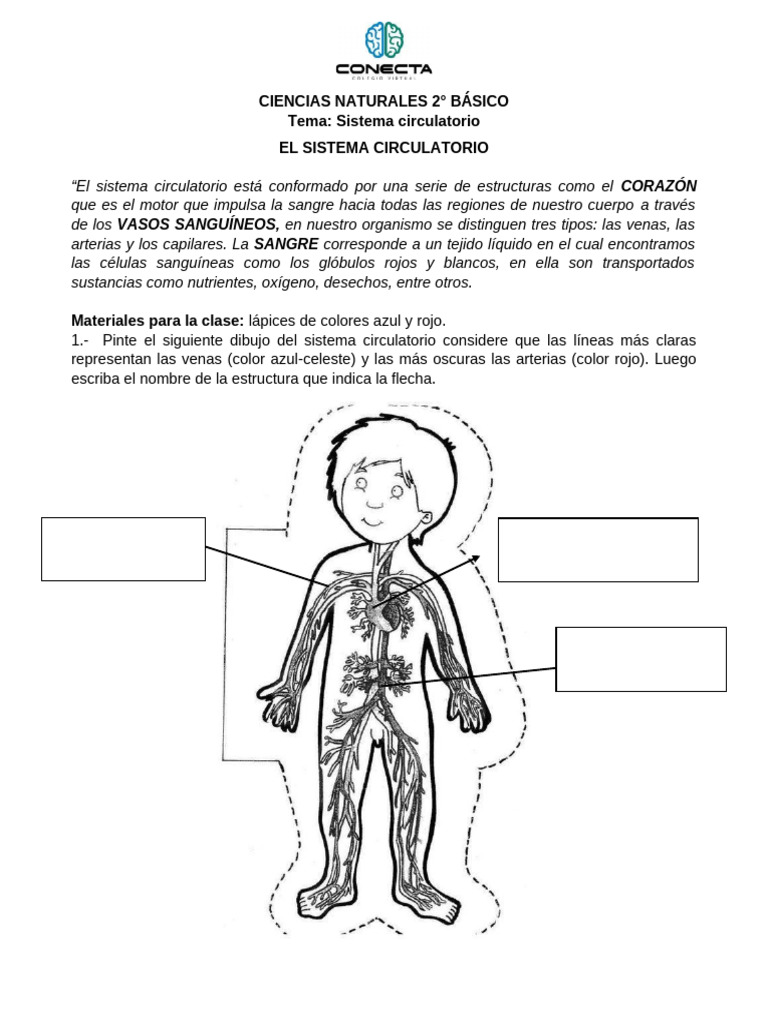 CIENCIAS NATURALES - SISTEMA CIRCULATORIO | PDF