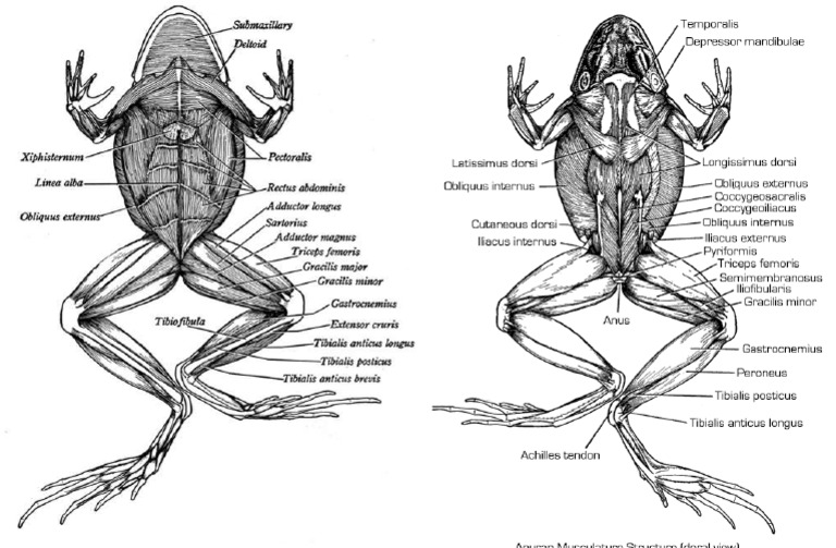 Dorsal and Ventral of Muscular Parts of A Frog | PDF