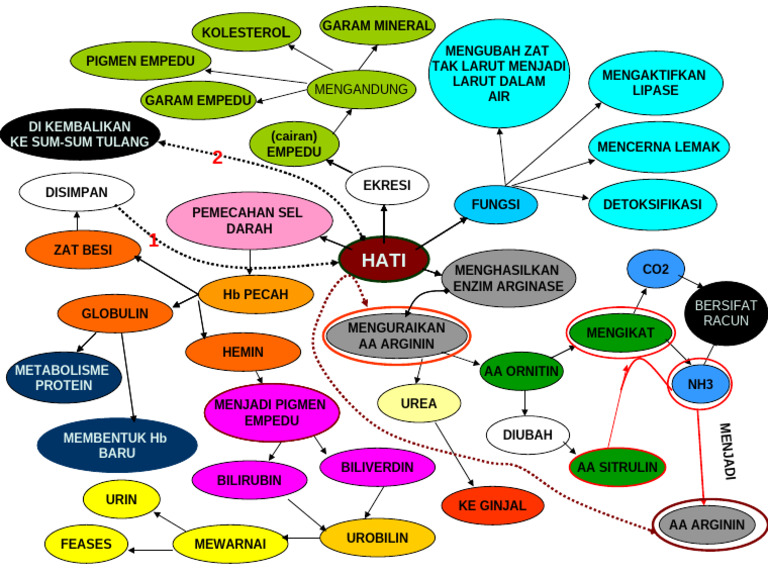 Organ Hati Mindmap 1 | PDF