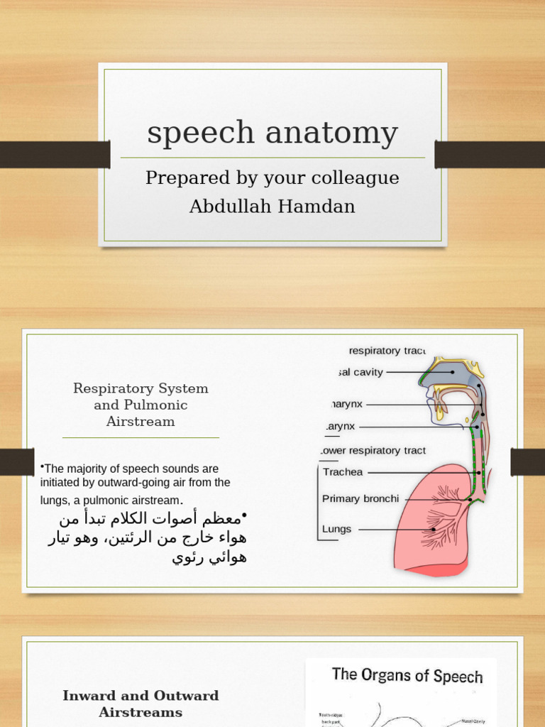 Speech Anatomy | PDF