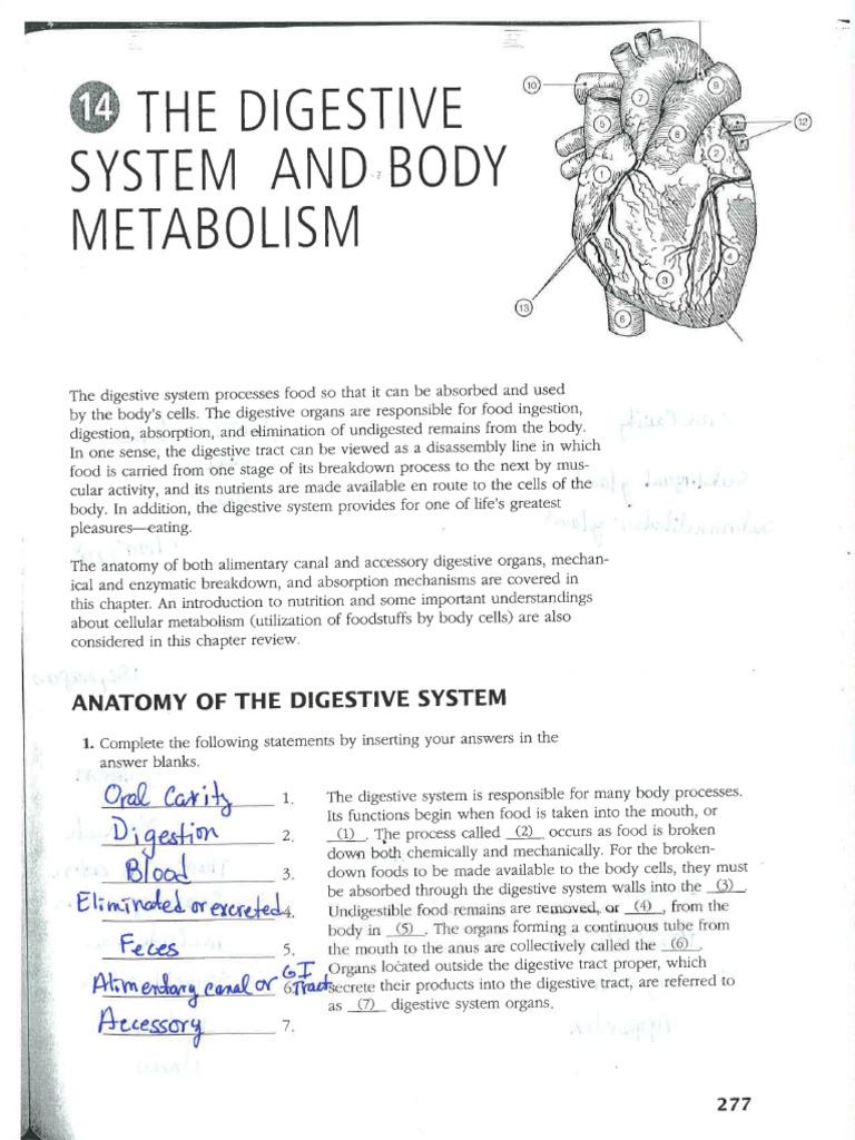 Digestive System Packet Key | PDF