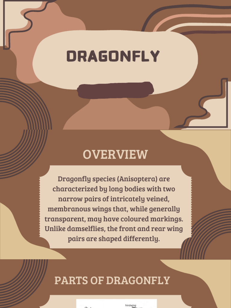 Dragonfly Species Overview and Lifecycle | PDF