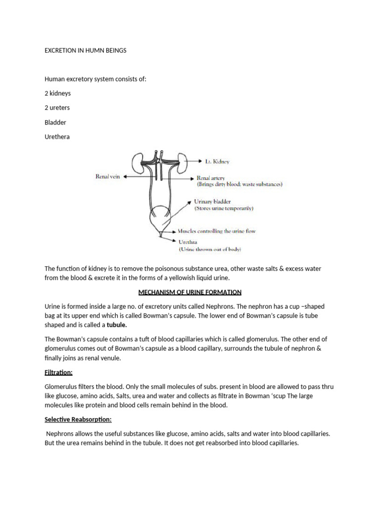 BIOLOGY NOTE ON-Excretion(4.13) | PDF