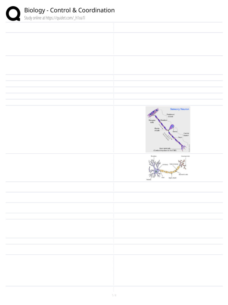 Control & Coordination Notes | PDF | Action Potential | Nervous System