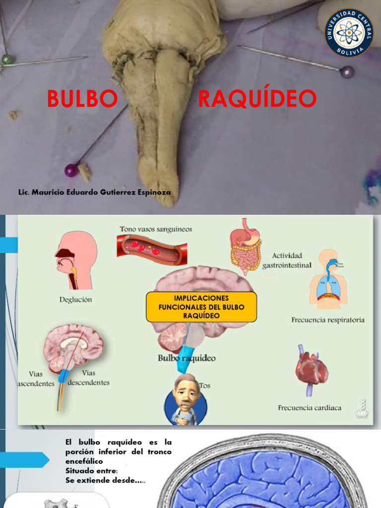 Funciones y Estructura del Bulbo Raquídeo | PDF | Cerebelo | Neuroanatomía
