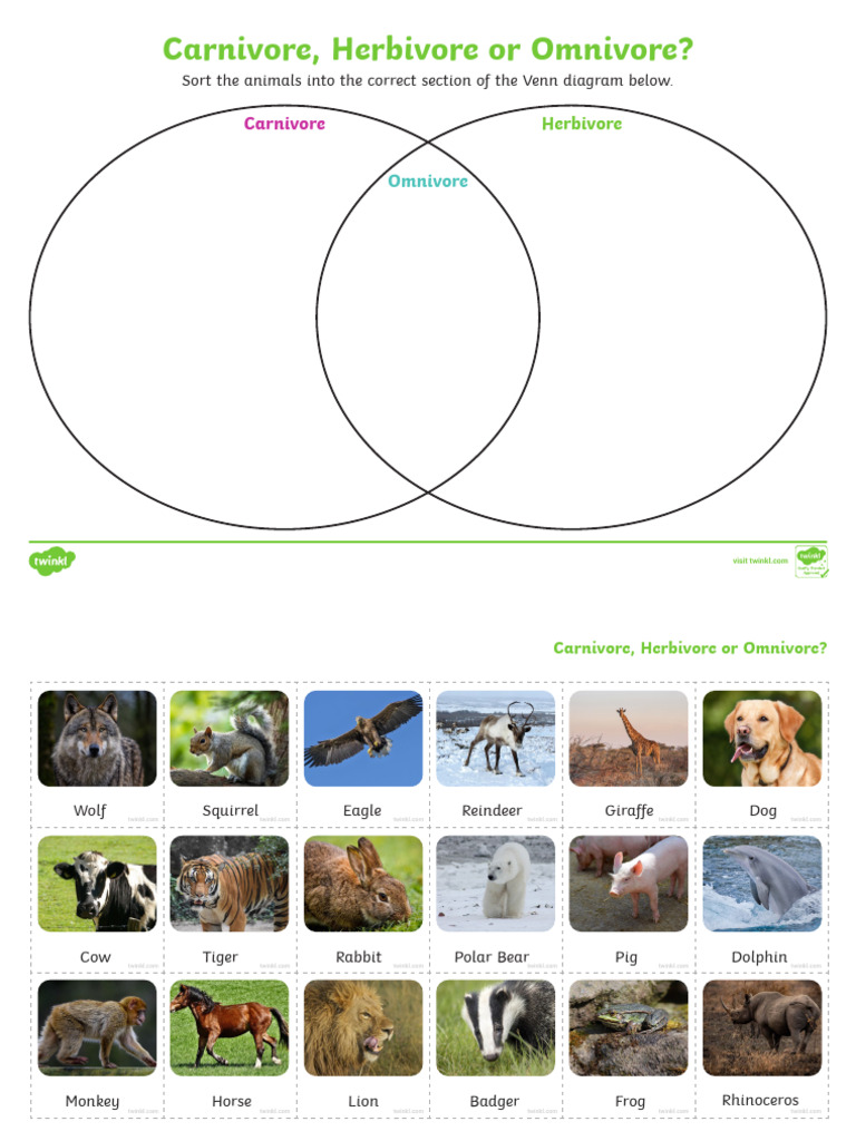 Animal Diet Classification Worksheet | PDF