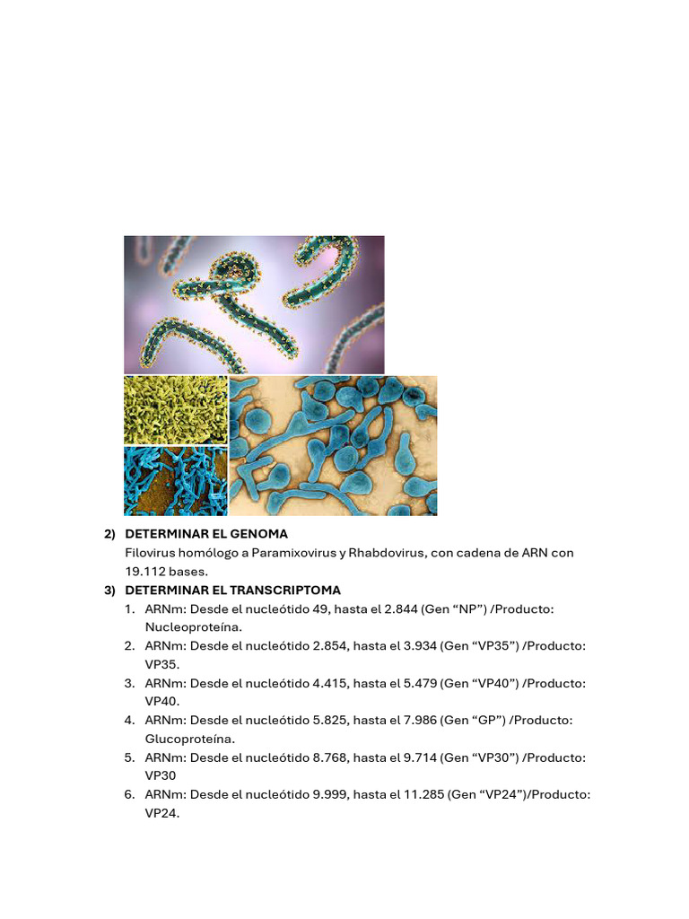 Trabajo 5 - Biomol | PDF | Virus | Proteínas