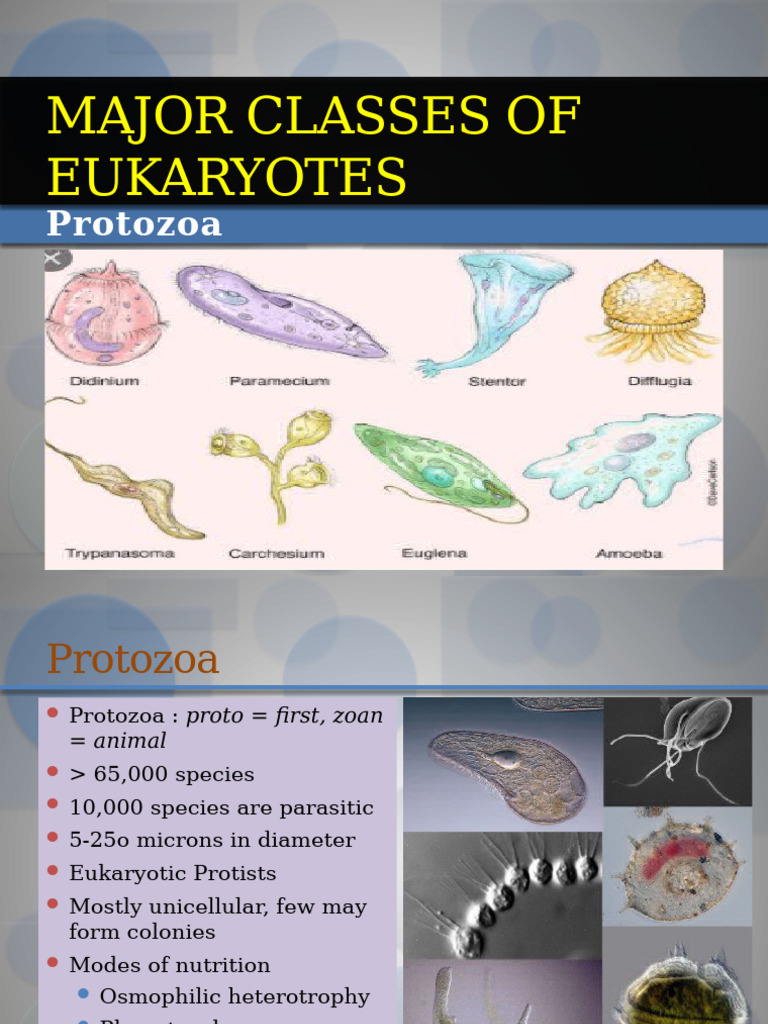 Major Classes of Eukaryotes | PDF | Protozoa | Biology