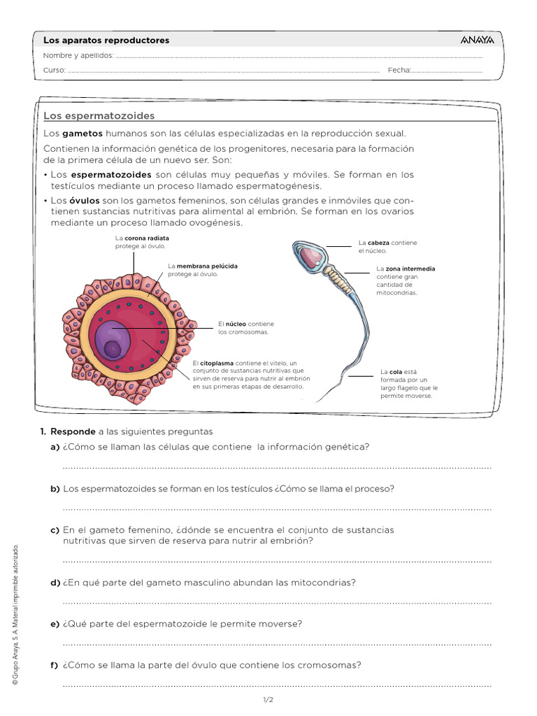 Et03451401 04c 05 2b 1aparatos Reproductores Gametos Bg3 | PDF | Ciencias de la vida | Sexo