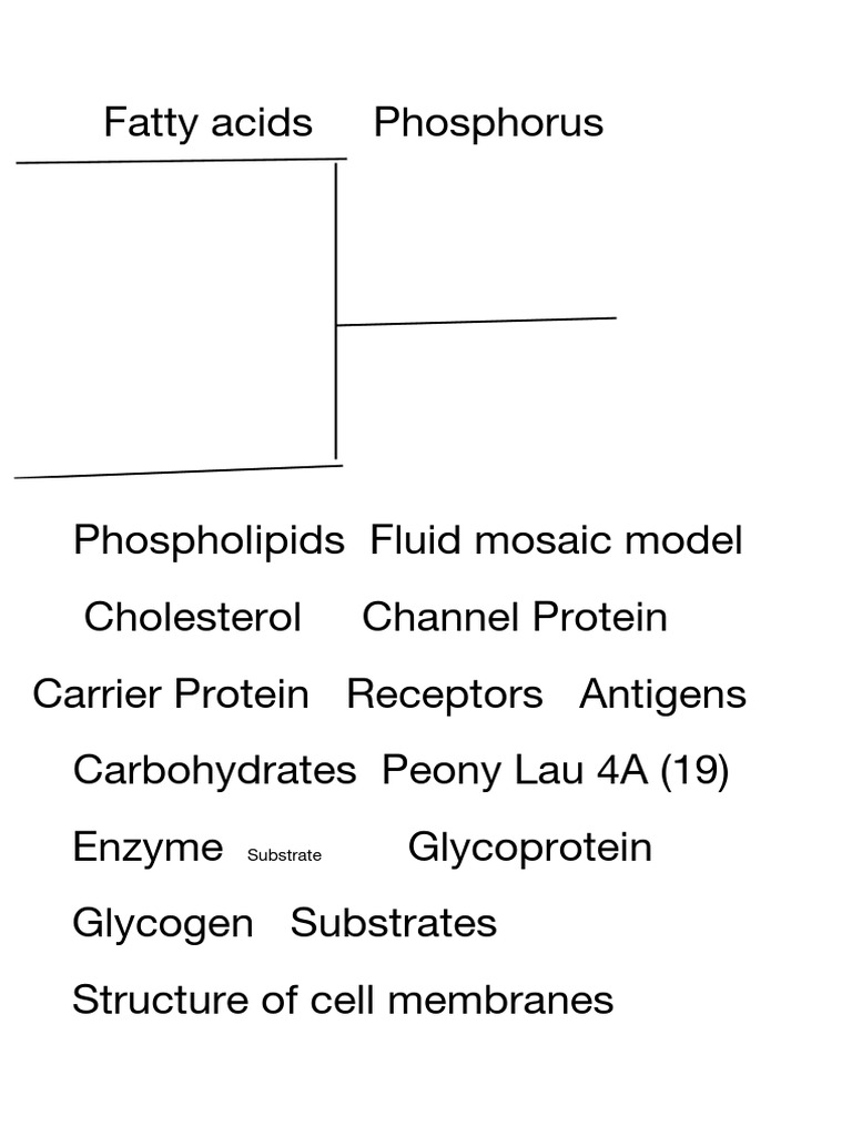 Cell Membrane Stucture Labels | PDF