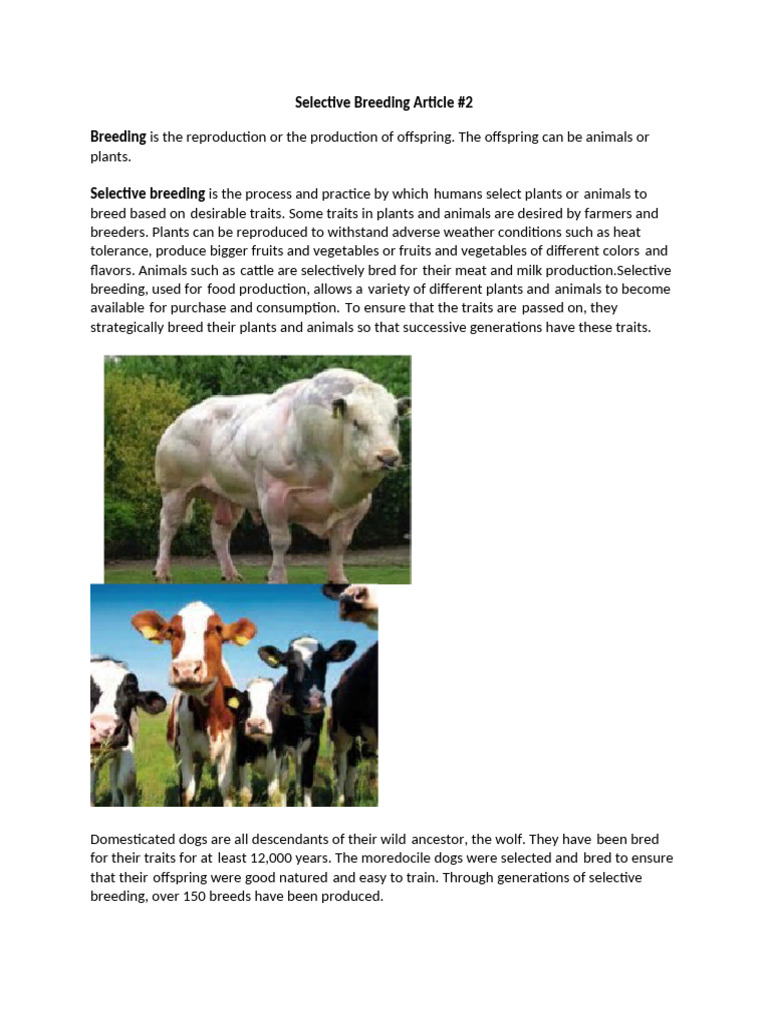 2024-2025 NTI Day 1 - Selective Breeding Article #2 | PDF | Selective ...