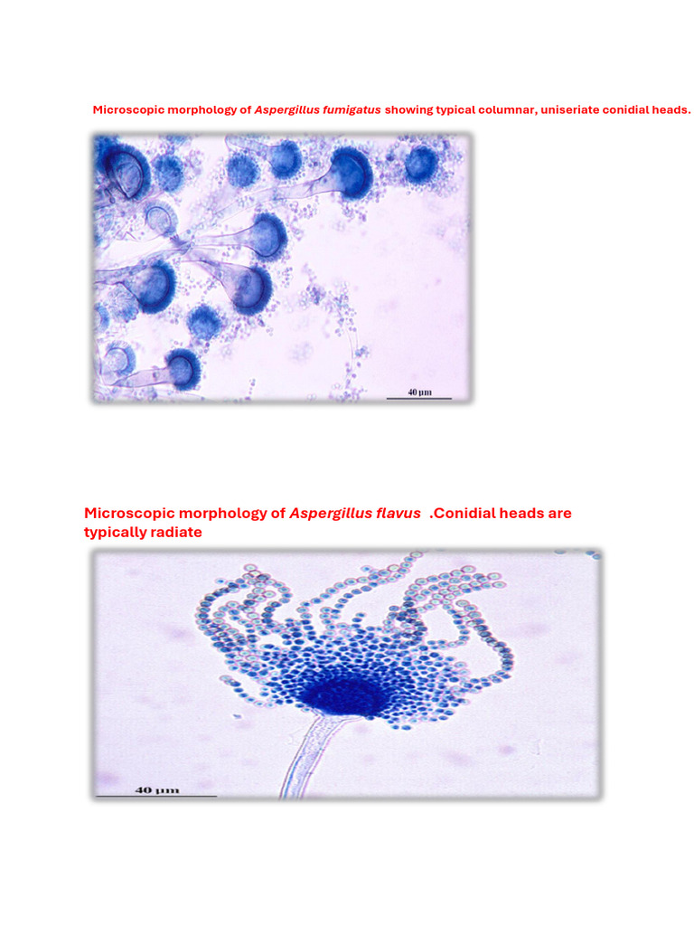 Microscopic Morphology Mycology | PDF