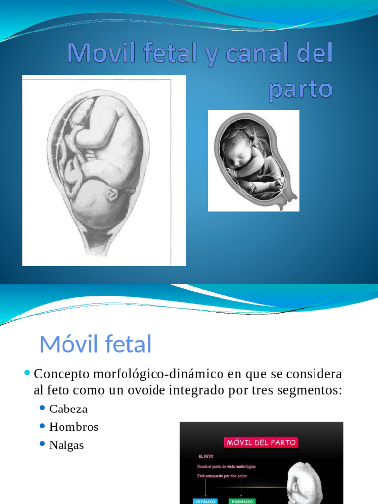 Posición Fetal y Mecanismos de Parto | PDF | Cráneo | Parto