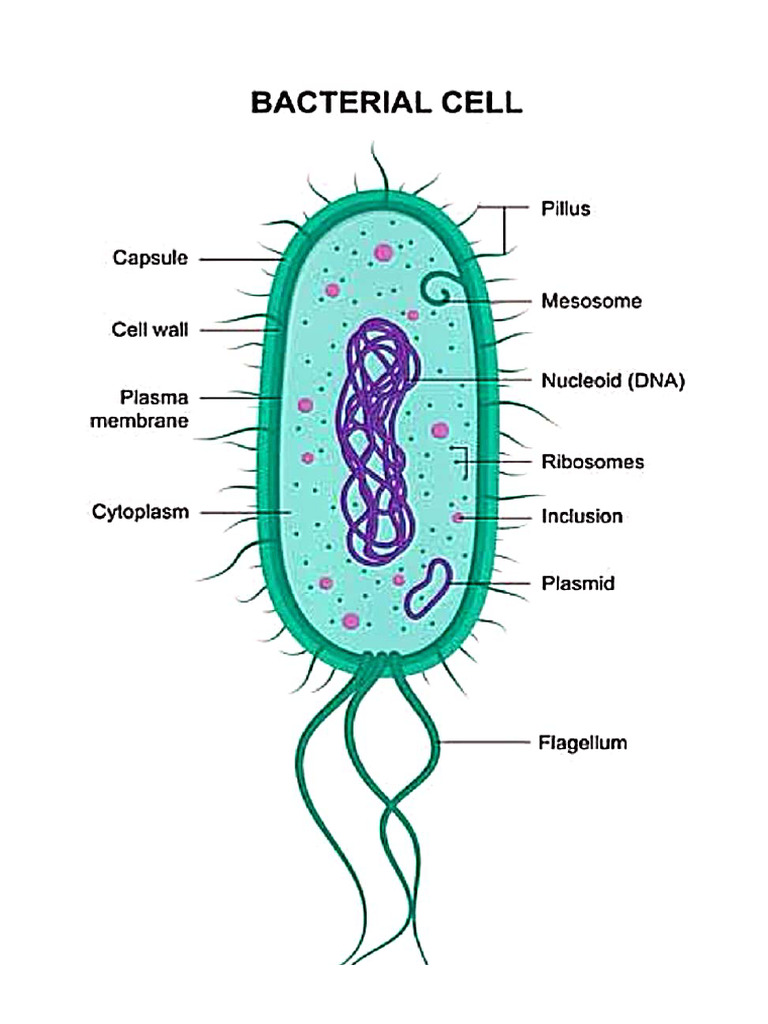 Diagram of Bacteria Structure | PDF