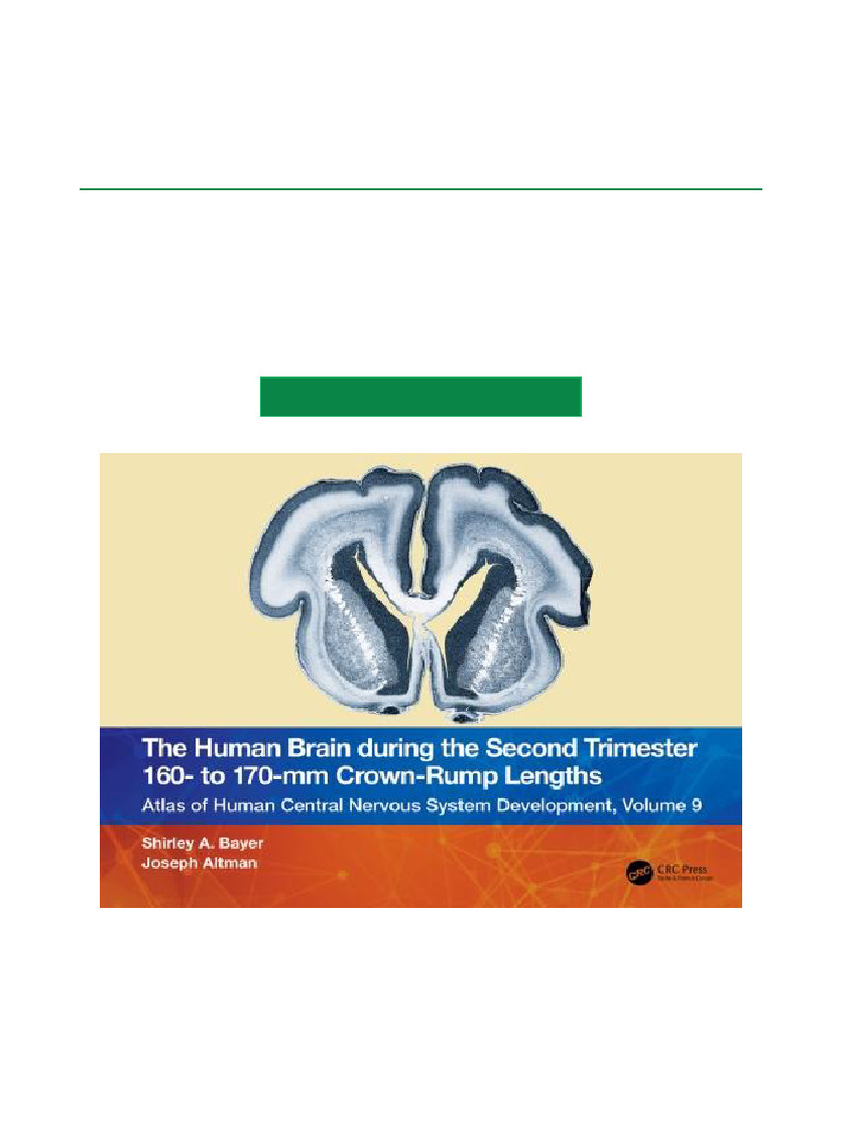 The Human Brain During The Second Trimester 160 To 170mm Crown Rump ...