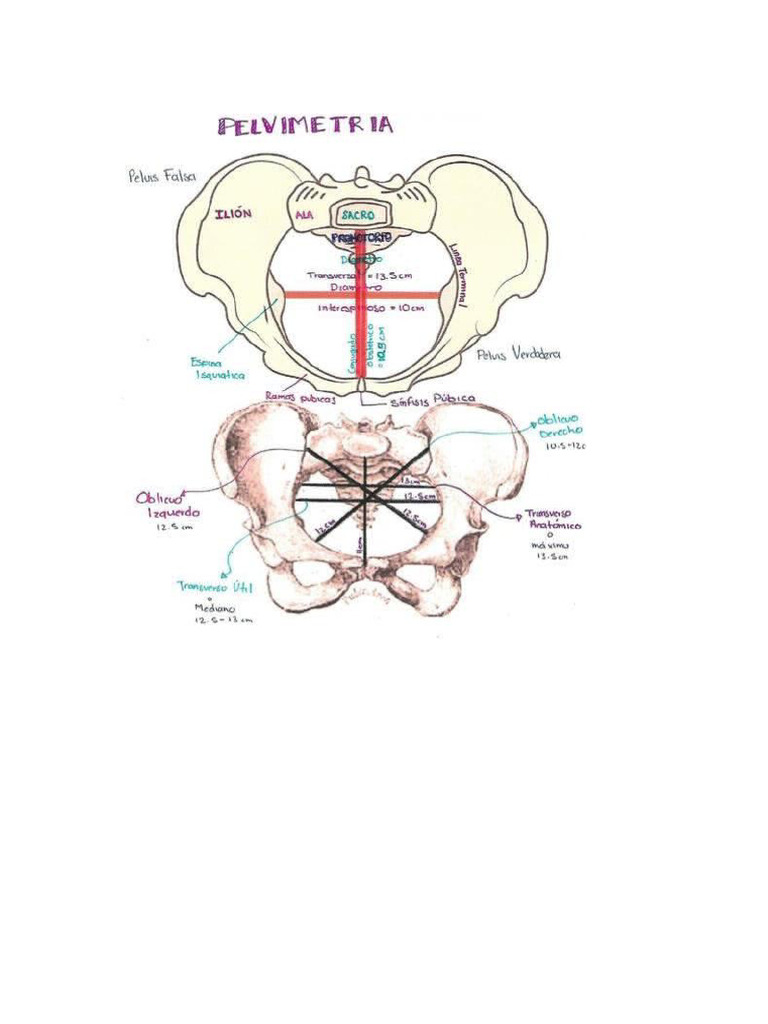 Pelvimetria Pdf