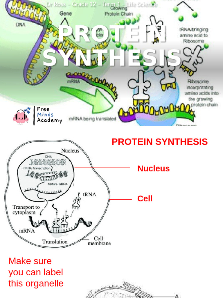 5 - Protein Synthesis | PDF | Translation (Biology) | Messenger Rna