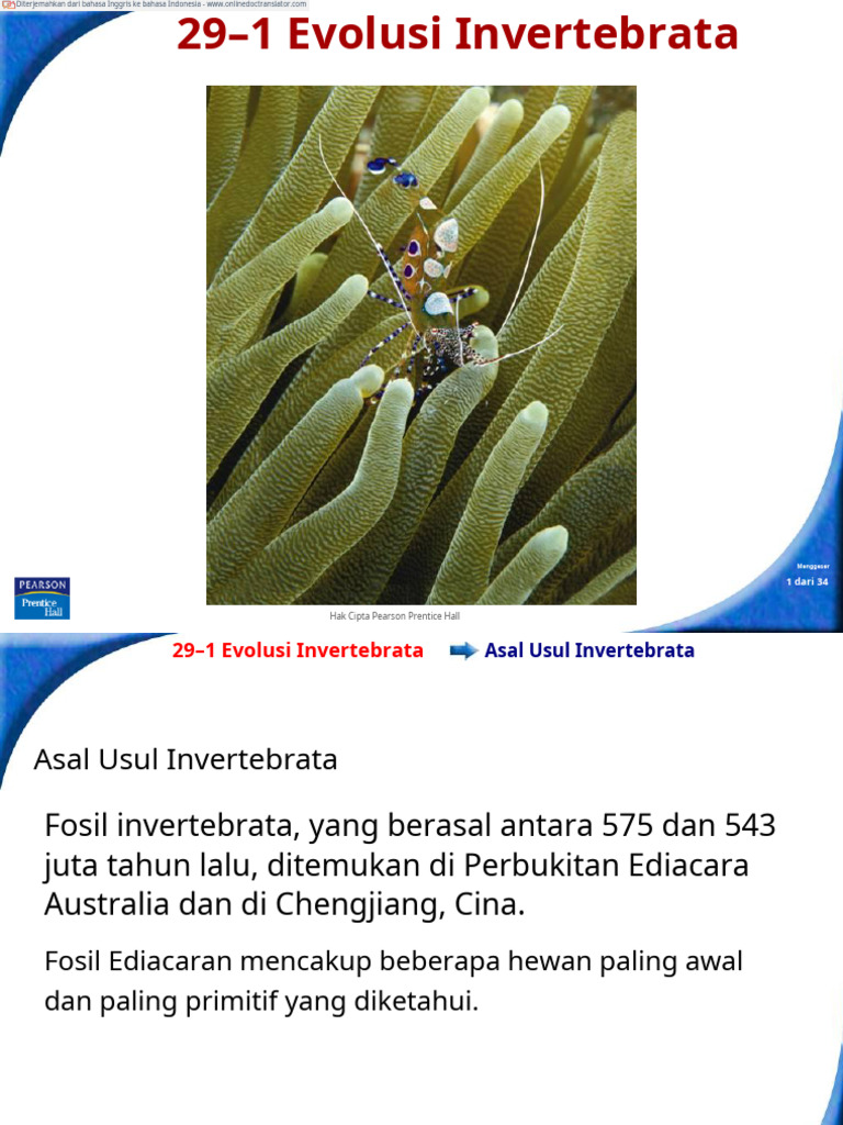 Evolusi Invertebrata: Asal dan Tren | PDF