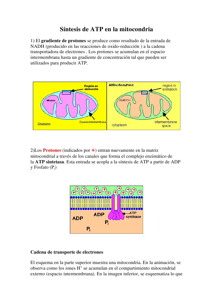 Síntesis de ATP en La Mitocondria | PDF