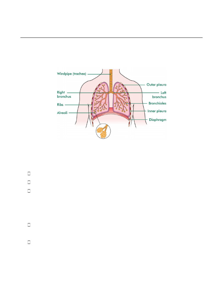 Structure of The Lungs PDF | PDF | Respiratory Tract | Lung