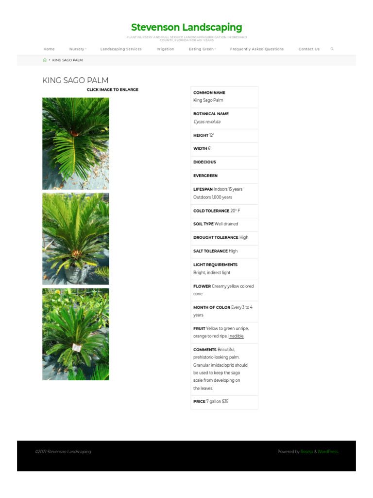 stevenson-landscaping-king-sago | PDF | Botany | Plants