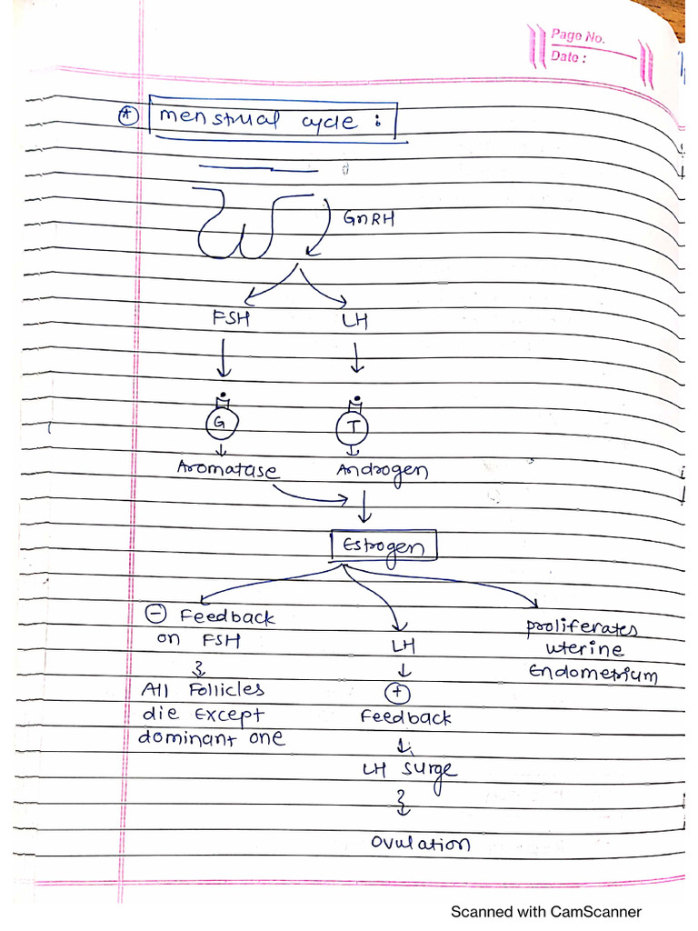 Menstrual Cycle-1 | PDF