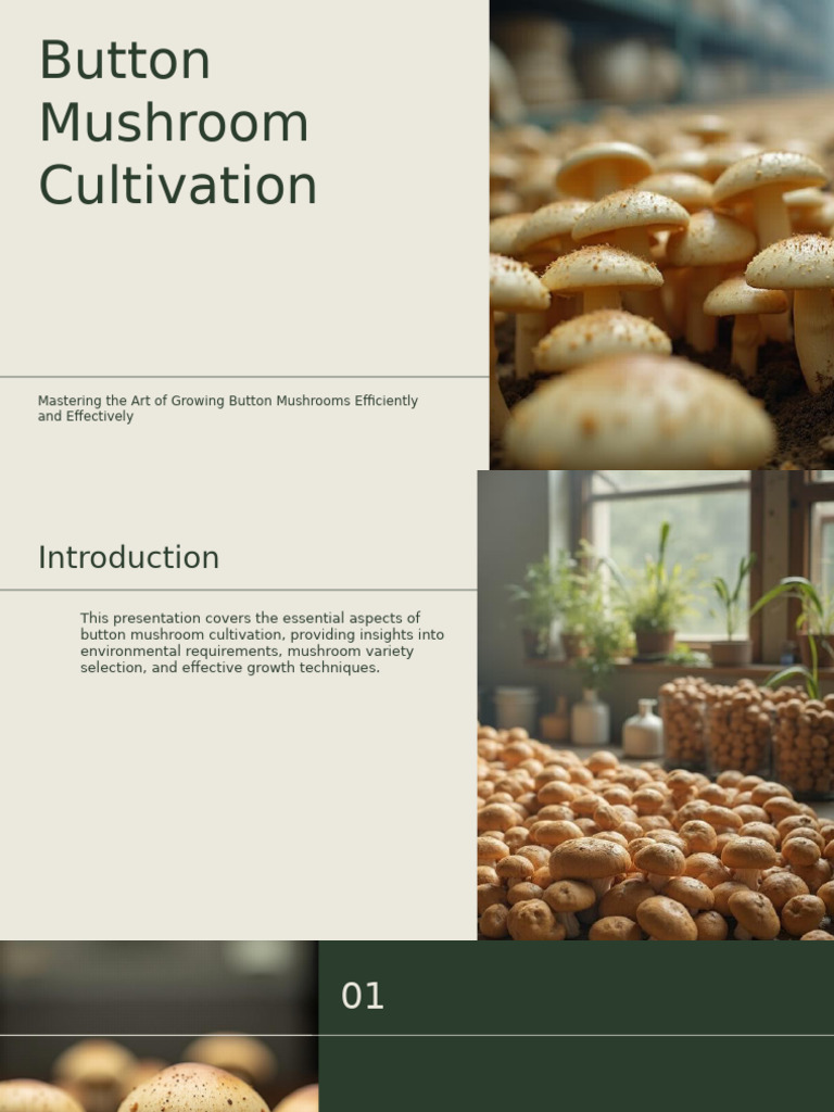 Button Mushroom Cultivation | PDF | Agriculture