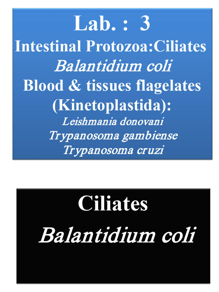 Protozoa - Lab-3-2024-2025 | PDF