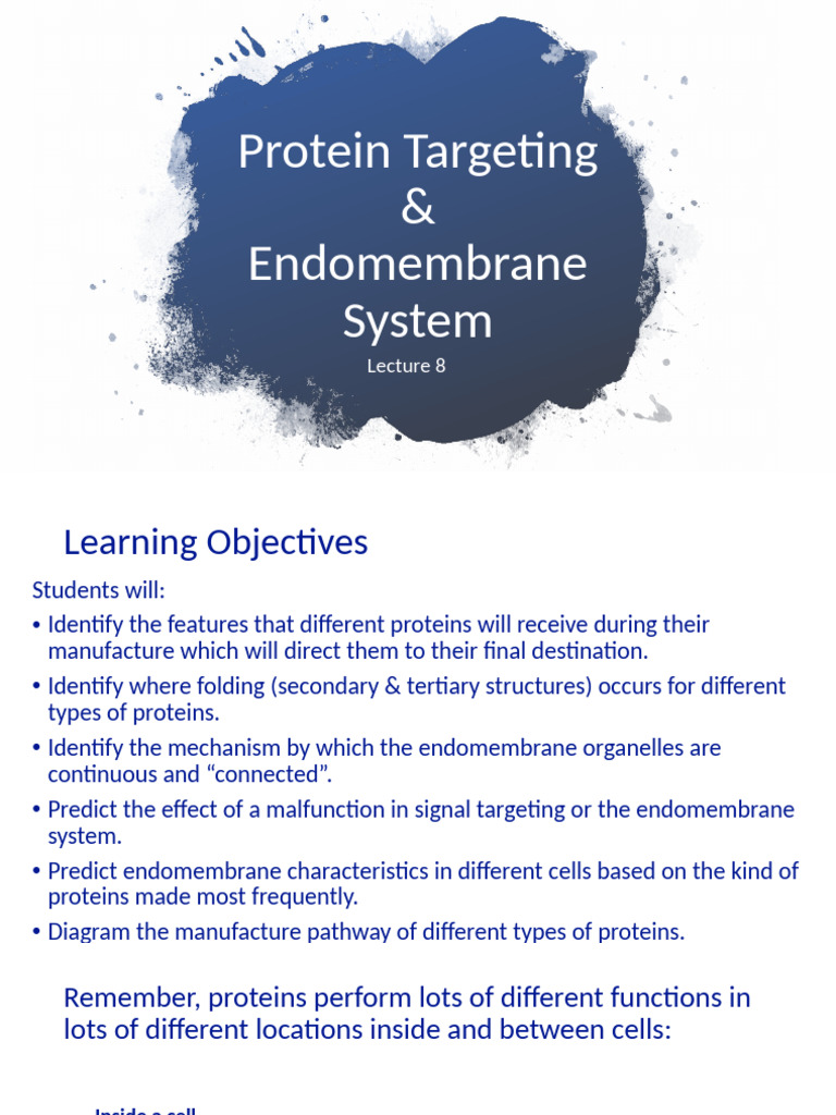 Biol113 Lec 8 Protein Targeting and Endomembrane S | PDF | Endoplasmic Reticulum | Proteins