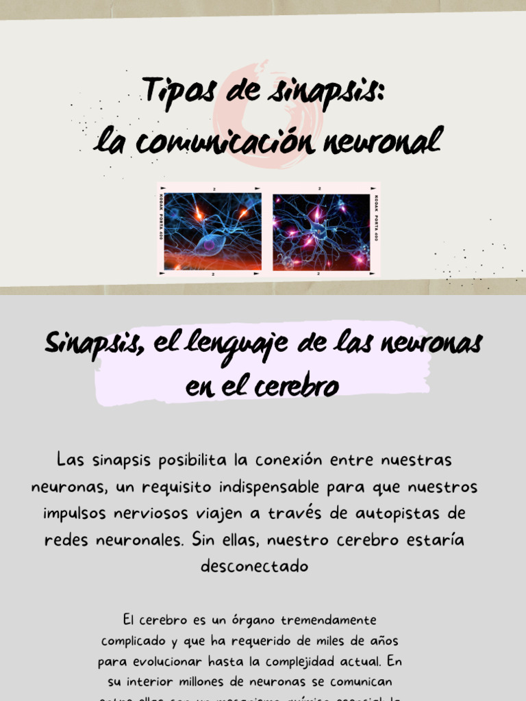 Tipos de sinapsis la comunicación neuronal | PDF | Sinapsis | Sinapsis química