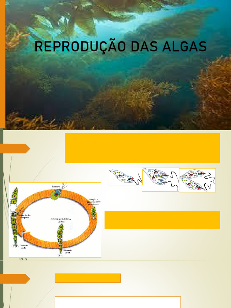 Reprodução Das Algas | PDF | Reprodução sexual | Plantas