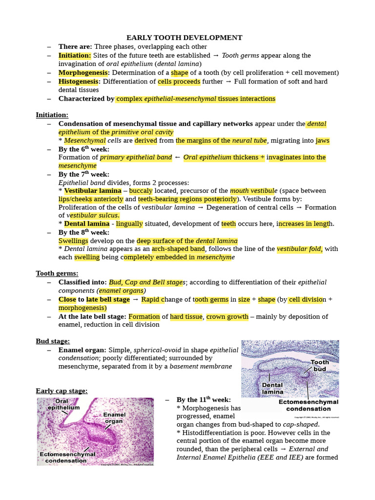 Early and Late Bell Stage of Tooth Development | PDF | Epithelium ...