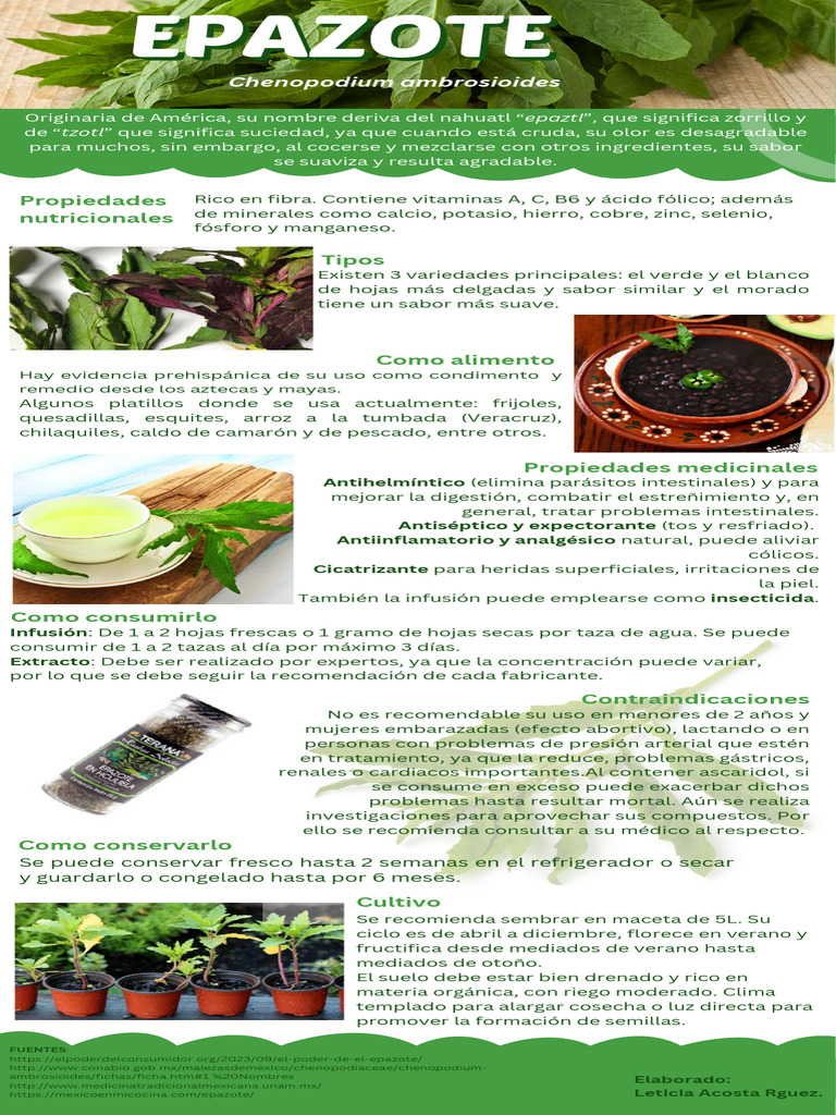 Infografia Epazote | PDF